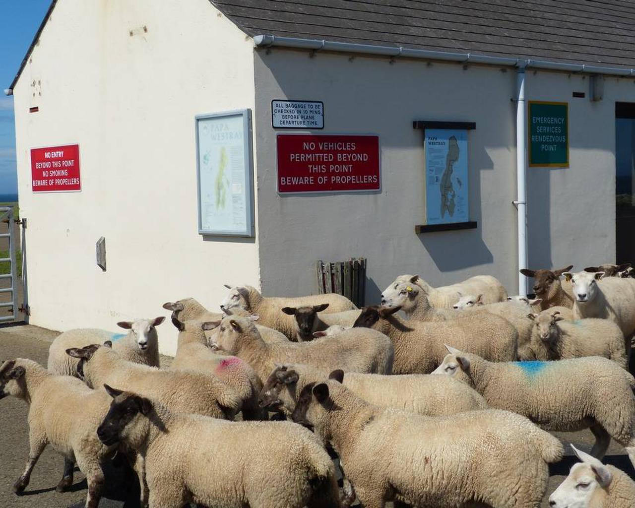 Avis du vol Loganair Papa Westray → Westray en Economique